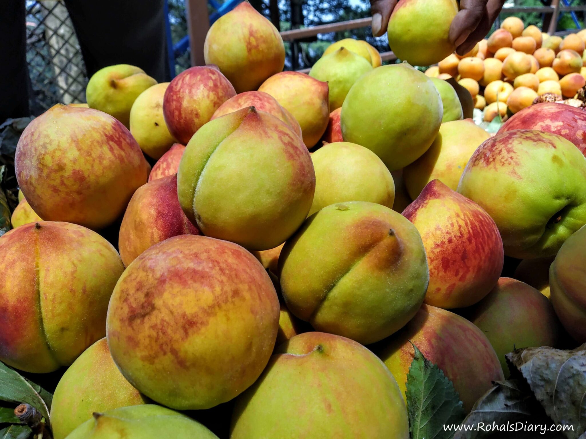 Summer time local fruits to eat in Shimla | Rohal's Diary