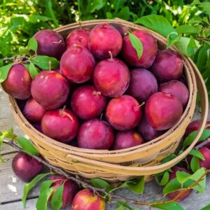 Summer time local fruits to eat in Shimla | Rohal's Diary