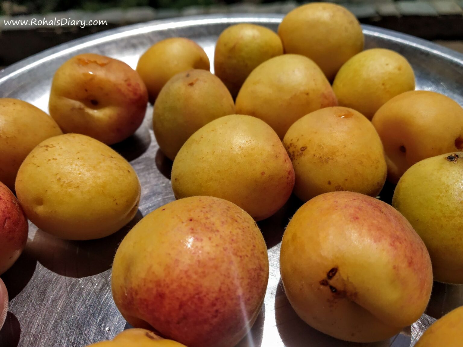 Summer time local fruits to eat in Shimla | Rohal's Diary