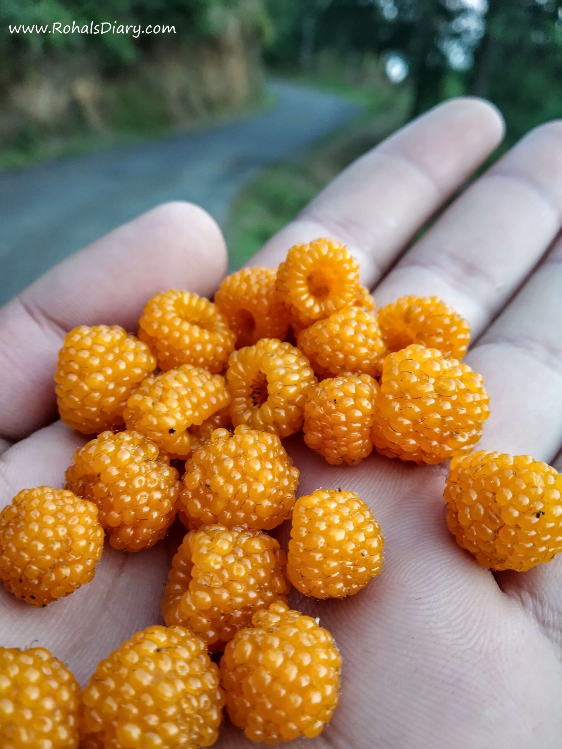 Summer time local fruits to eat in Shimla | Rohal's Diary