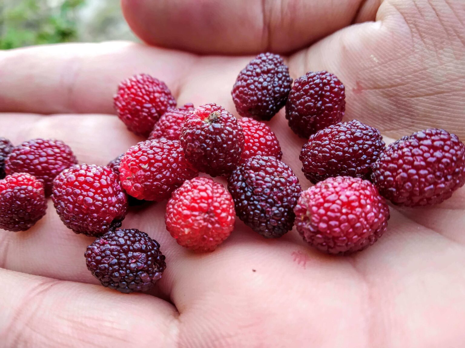 Summer time local fruits to eat in Shimla | Rohal's Diary